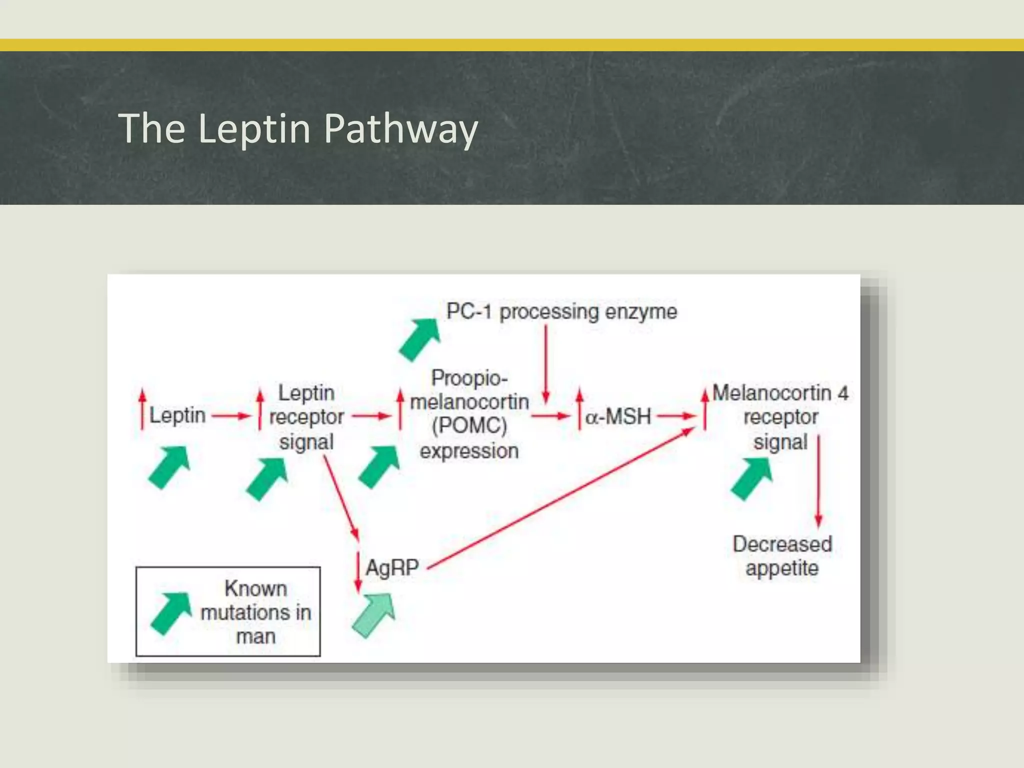 Obesity - Pathophysiology, Etiology and management | PPTX