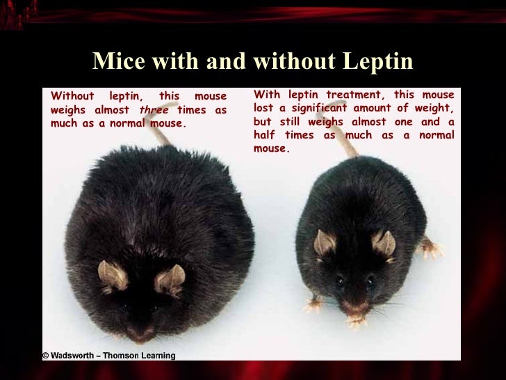 Obesity & adipokines