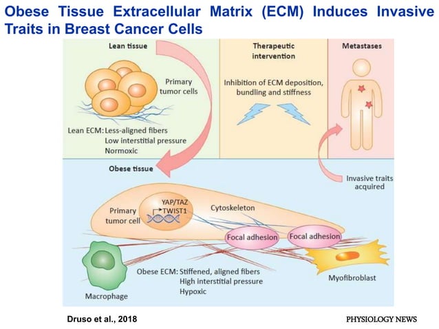Obesity and cancer- an Uncanny Ally. | PPTX | Cancer | Diseases and ...
