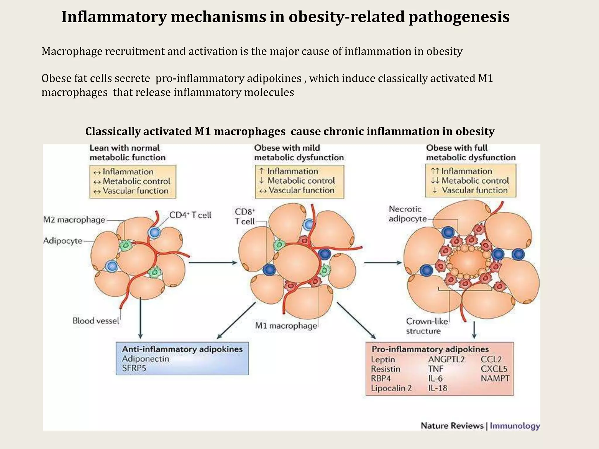 Obesity and inflammation | PPTX