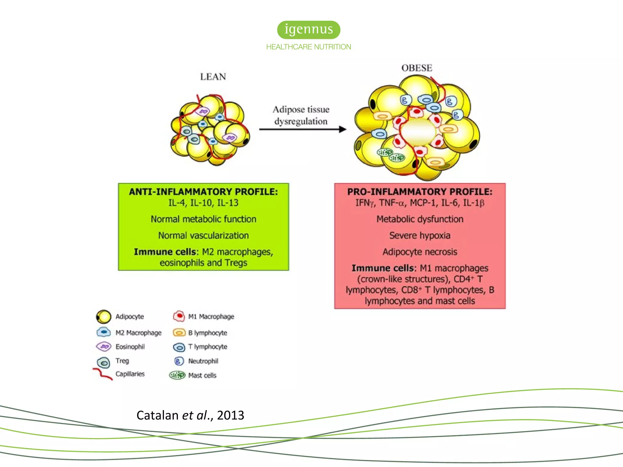 Obesity and inflammation | PPT