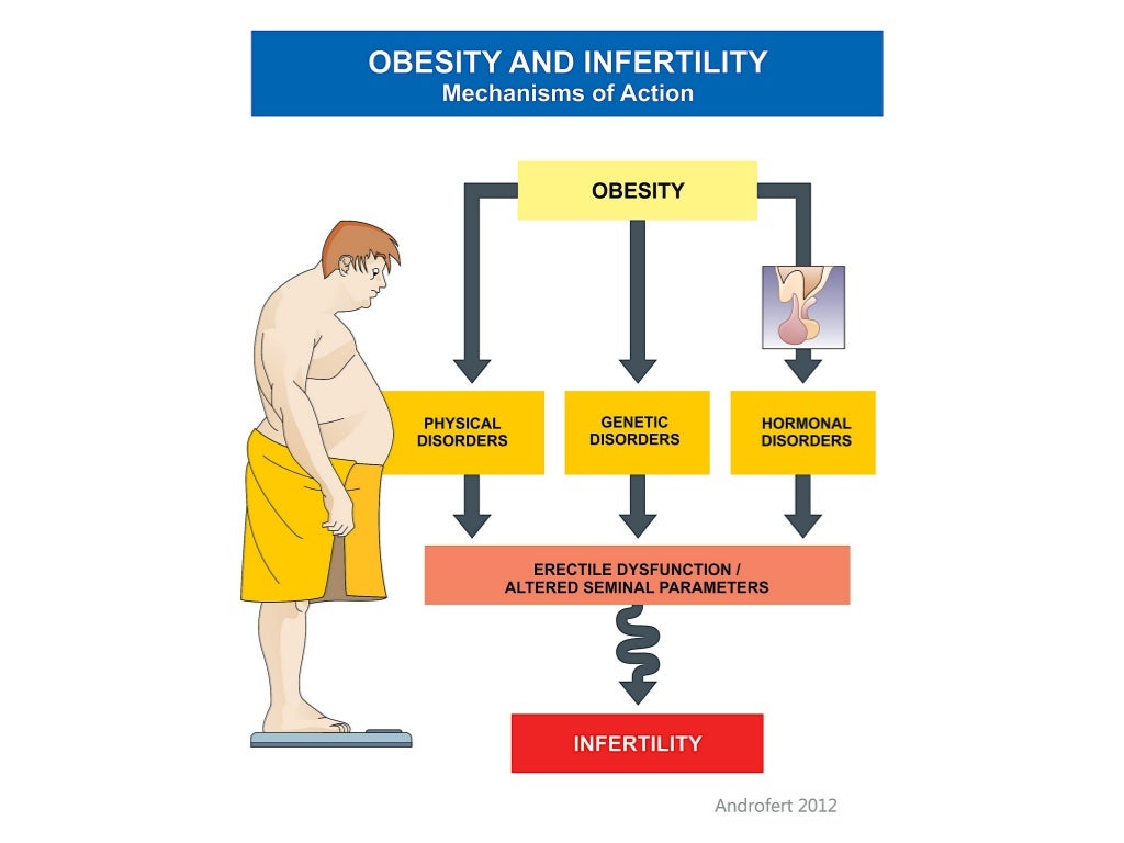 Obesity And Male Infertility