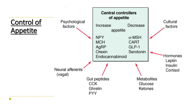 Obesity Pathology | PPTX