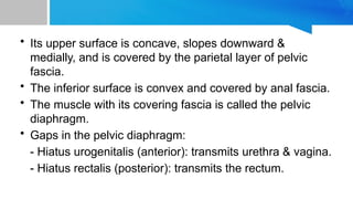Comprehensive Overview of Pelvic Muscles and Fascia in Obstetrics | PPTX