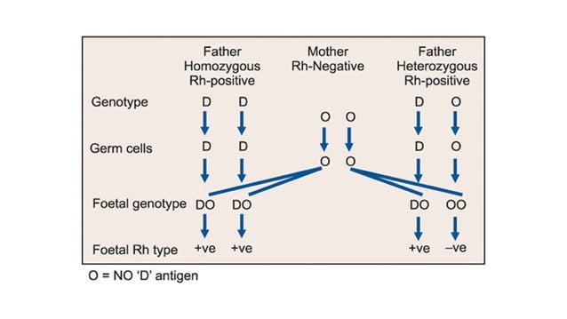 OBG- Rh isoimmunization PowerPoint presentation | PPT