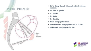 OBG female pelvis anatomy by nd nursing coaching pptx | PPTX