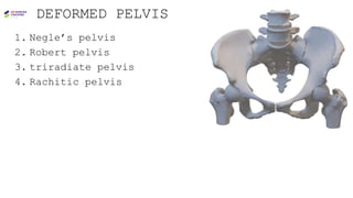 OBG female pelvis anatomy by nd nursing coaching pptx | PPTX