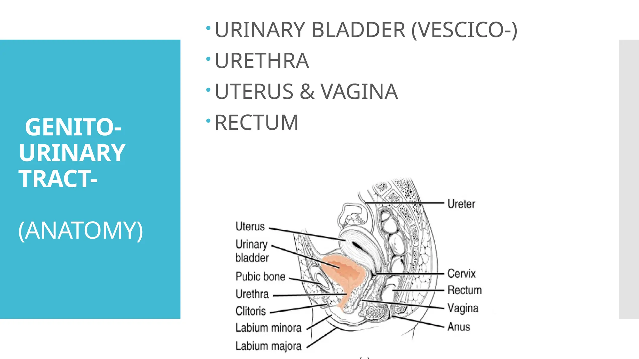 Comprehensive Overview of Genito-Urinary Fistula: Etiology ...