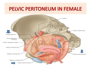 Anatomy of female reproductive system bams | PPTX