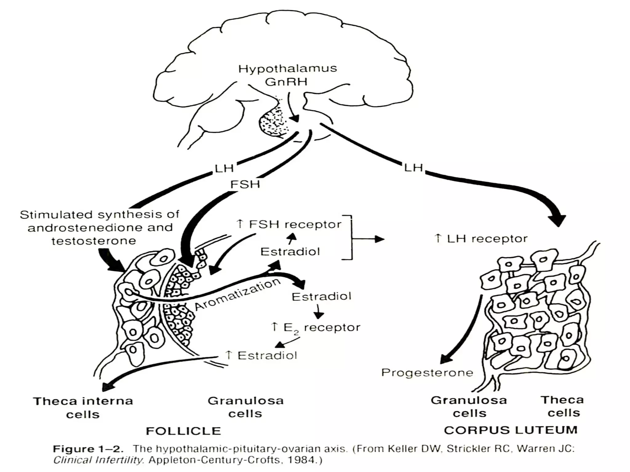 Obgyn Gyn Problems | PPT