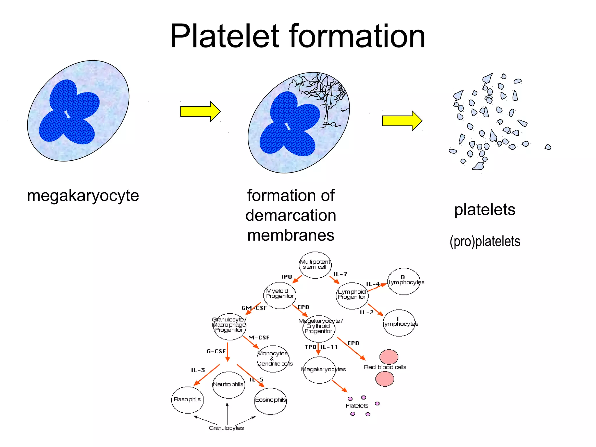 idiopathic thrombocytopenic purpura | PPT