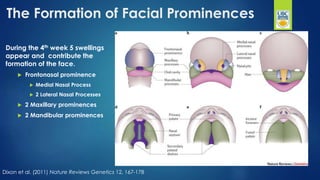 Facial Prominences | PPTX | Ear, Nose and Throat Conditions | Diseases ...
