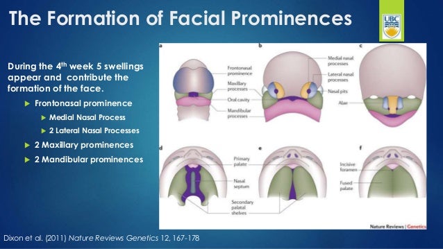 Facial Prominences