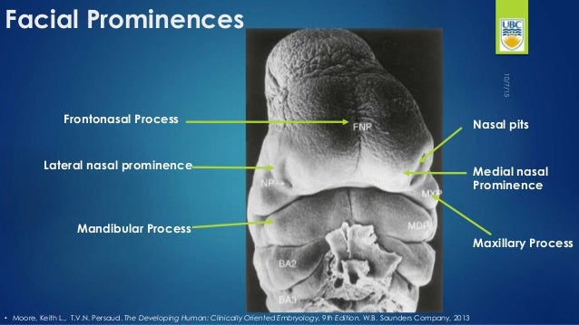 Facial Prominences
