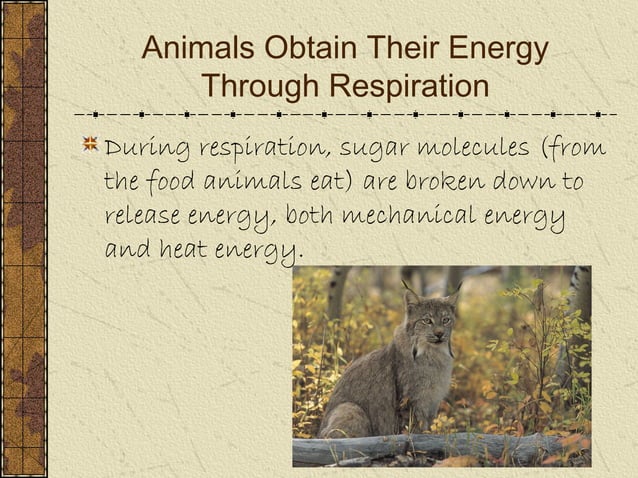Obj 1&2 compare ways plants and animals use energy and how they are ...
