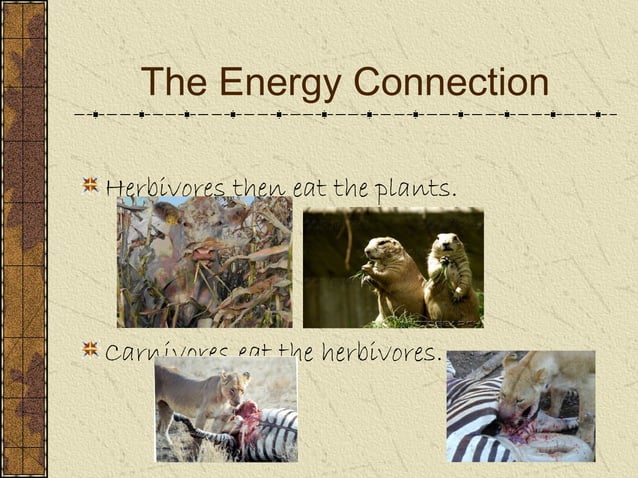 Obj 1&2 compare ways plants and animals use energy and how they are ...