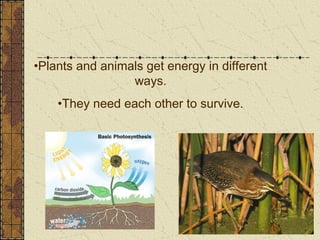 Obj 1&2 compare ways plants and animals use energy and how they are ...