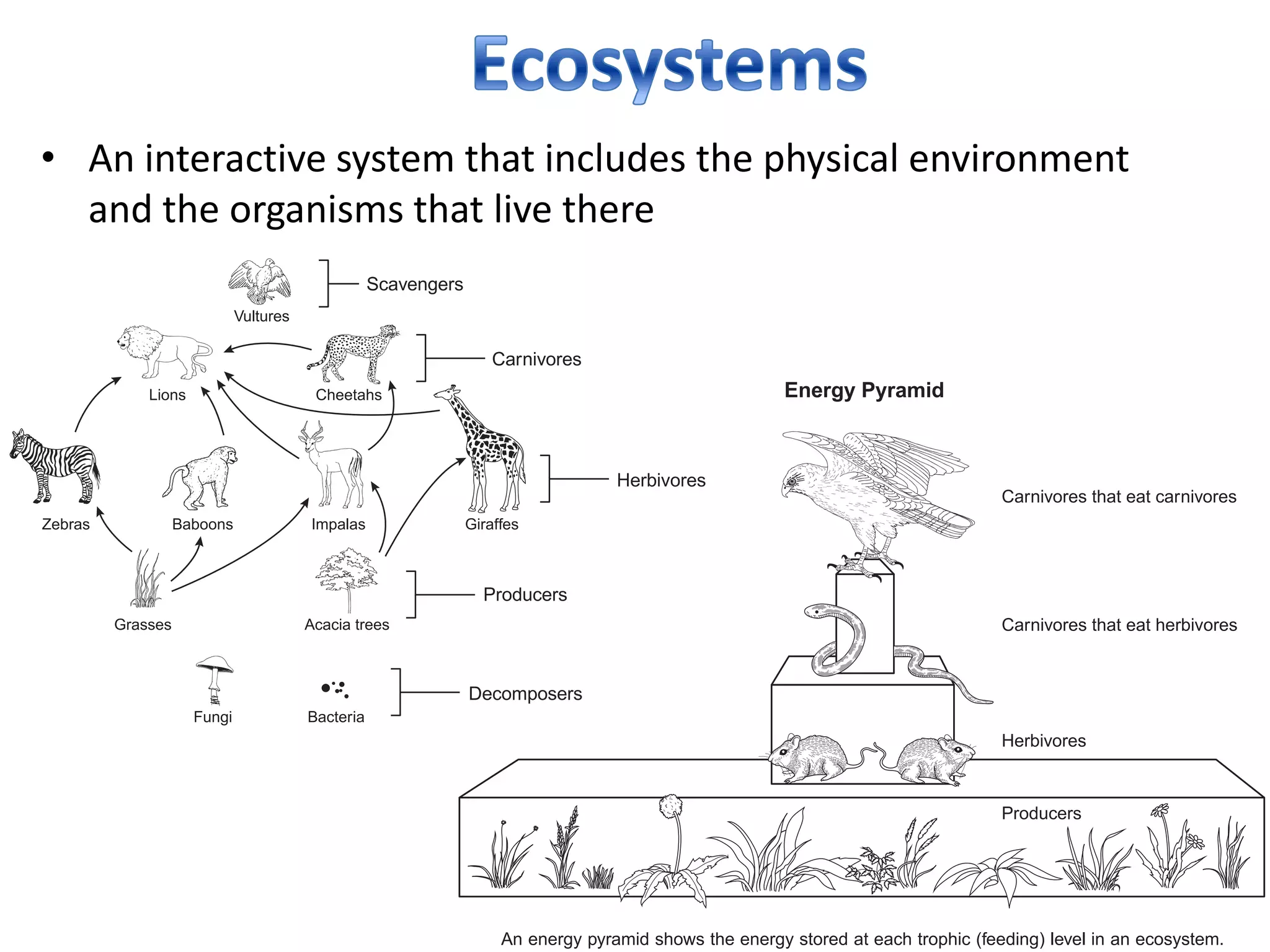 Objective Three: The Interdependence of Organisms and the Environment ...