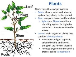 Objective Three: The Interdependence of Organisms and the Environment ...