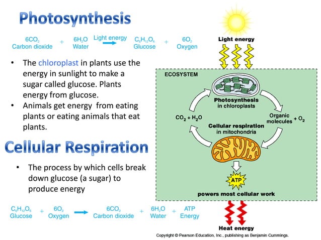 Objective Three: The Interdependence of Organisms and the Environment ...
