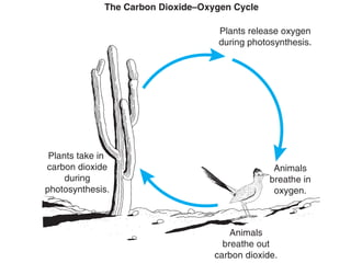 Objective Three: The Interdependence of Organisms and the Environment ...