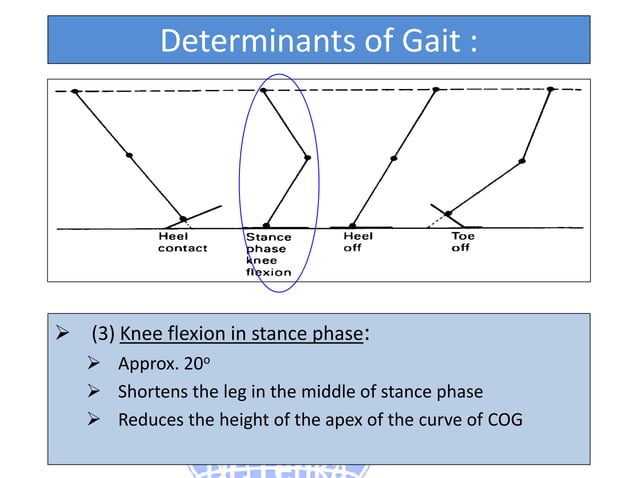 Kinetics and Kinematics Paramters in Gait | PDF | Physical Therapy | Wellness