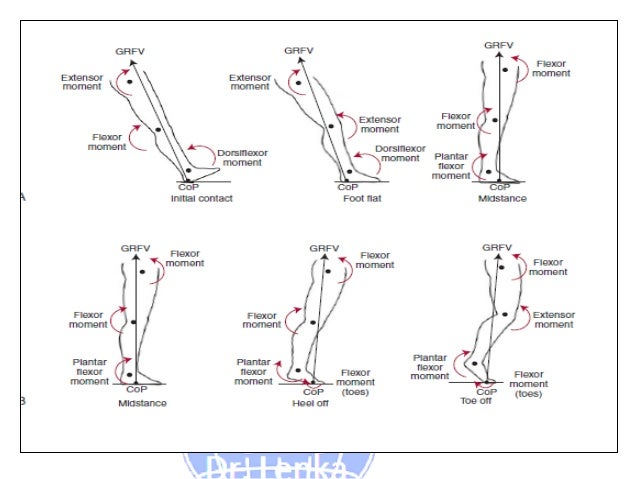Kinetics And Kinematics Paramters In Gait