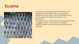 Objetos que empiezan con la letra "E" | PPTX