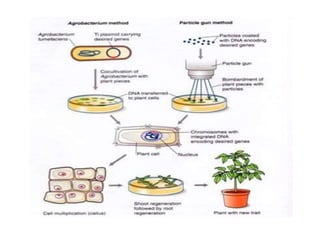 Objectives of plant breeding | PPTX