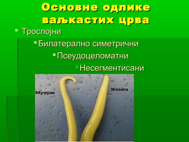 Obli-valjkasti crvi-Nematoda | PPT