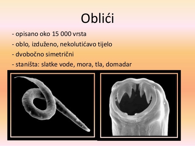 Oblići