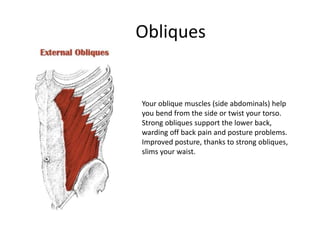 Obliques | PPT