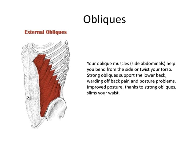 Obliques | PPT