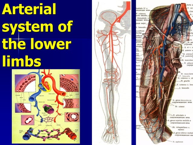 Obliterative diseases of the lower limbs (lecture vasilevsky v.p | PDF ...