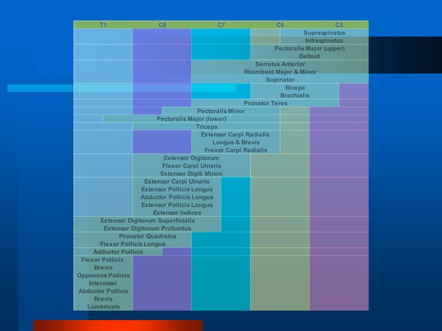 Obstetric Brachial Plexus Palsy | PPT | Pregnancy | Reproductive Health