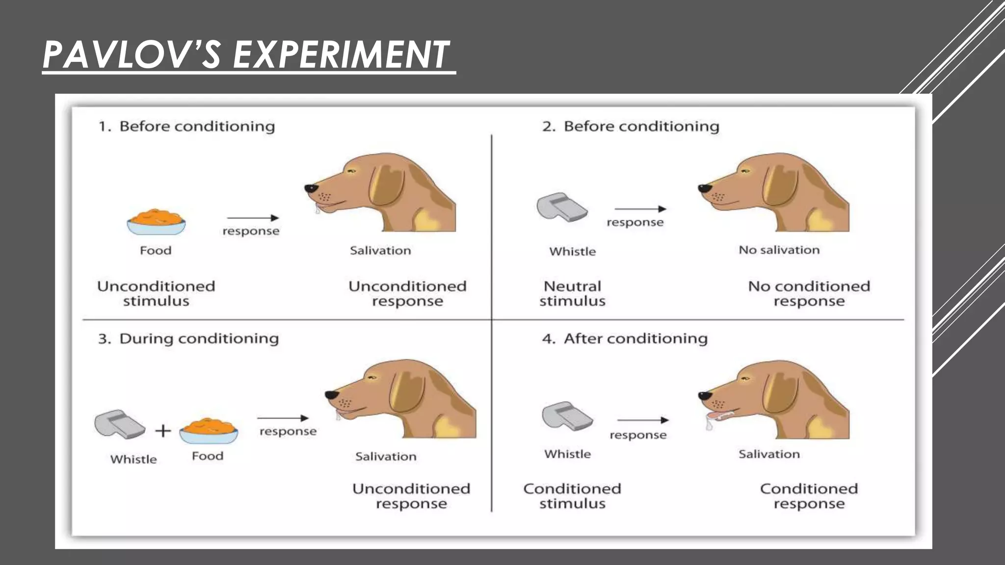 Classical Conditioning by Ivan Pavlov. | PPTX