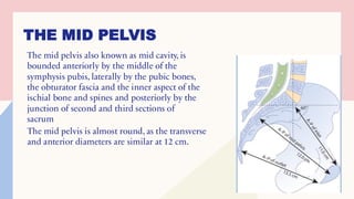 definition of pelvis , shapes of pelvis. | PDF