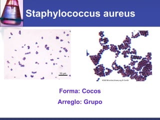 Observación Microscópica De Bacterias | PPT