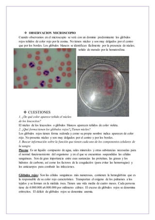 Microscopio De Glóbulos Blancos Y Rojos