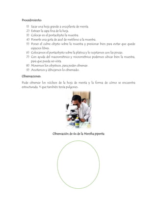PRACTICA DE LABORATORIO OBSERVACION DE UN TEJIDO VEGETAL | DOCX