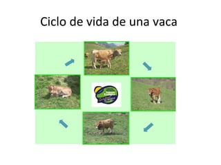 Observar y comparar las características de las etapas del ciclo de vida ...