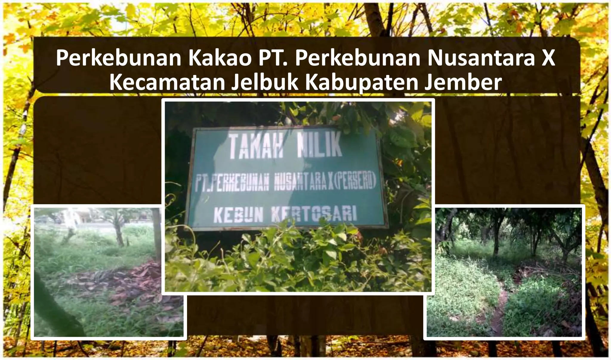 Observasi timbulan sampah perkebunan kakao pt | PPT