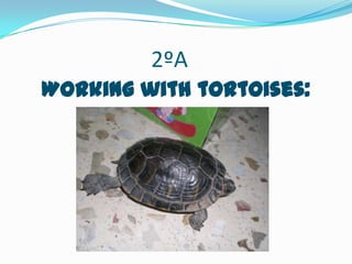 Reptiles observation. | PPT