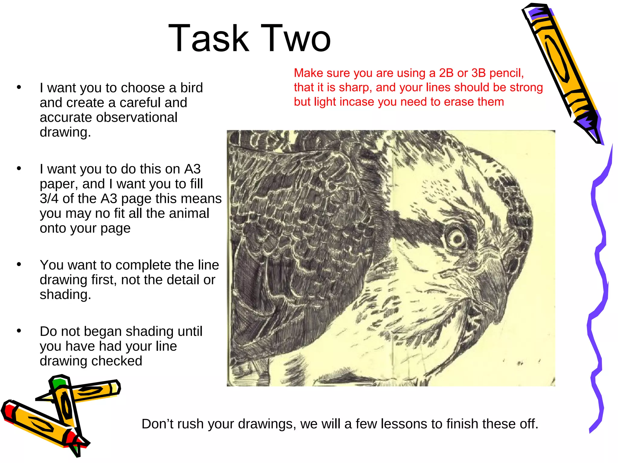 Observational drawing -birds_yr_10 | PPT | Drawing and Sketching | Arts ...