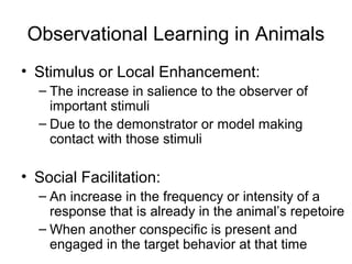 Observational Learning Animals
