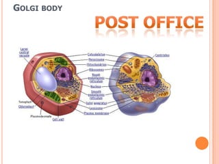 Animal Cell City Diagram