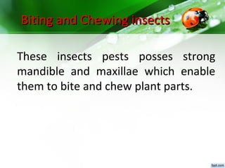 Observation of pests and diseases in faculty farm | PPT