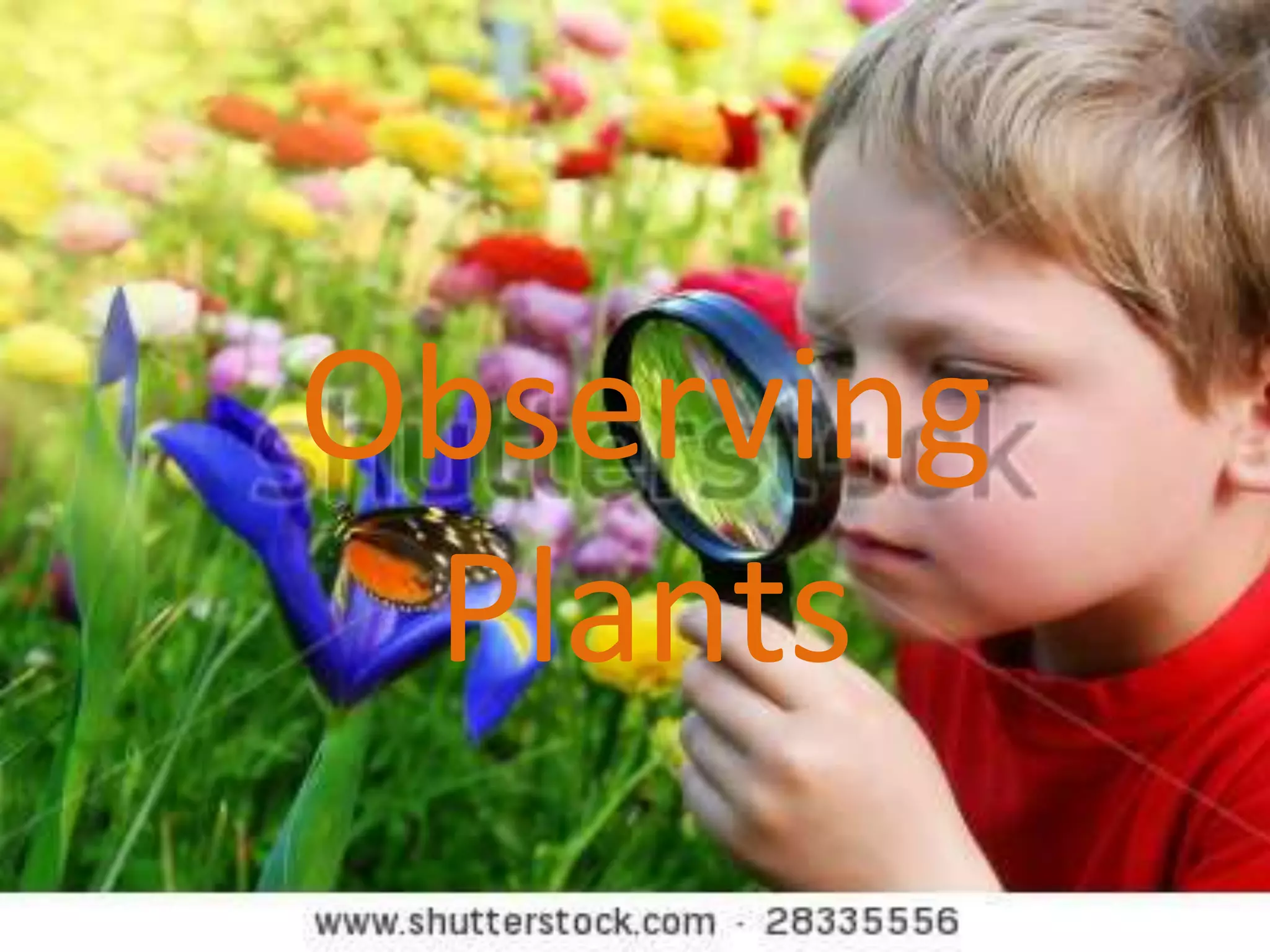Observing plants-ppt | PPTX