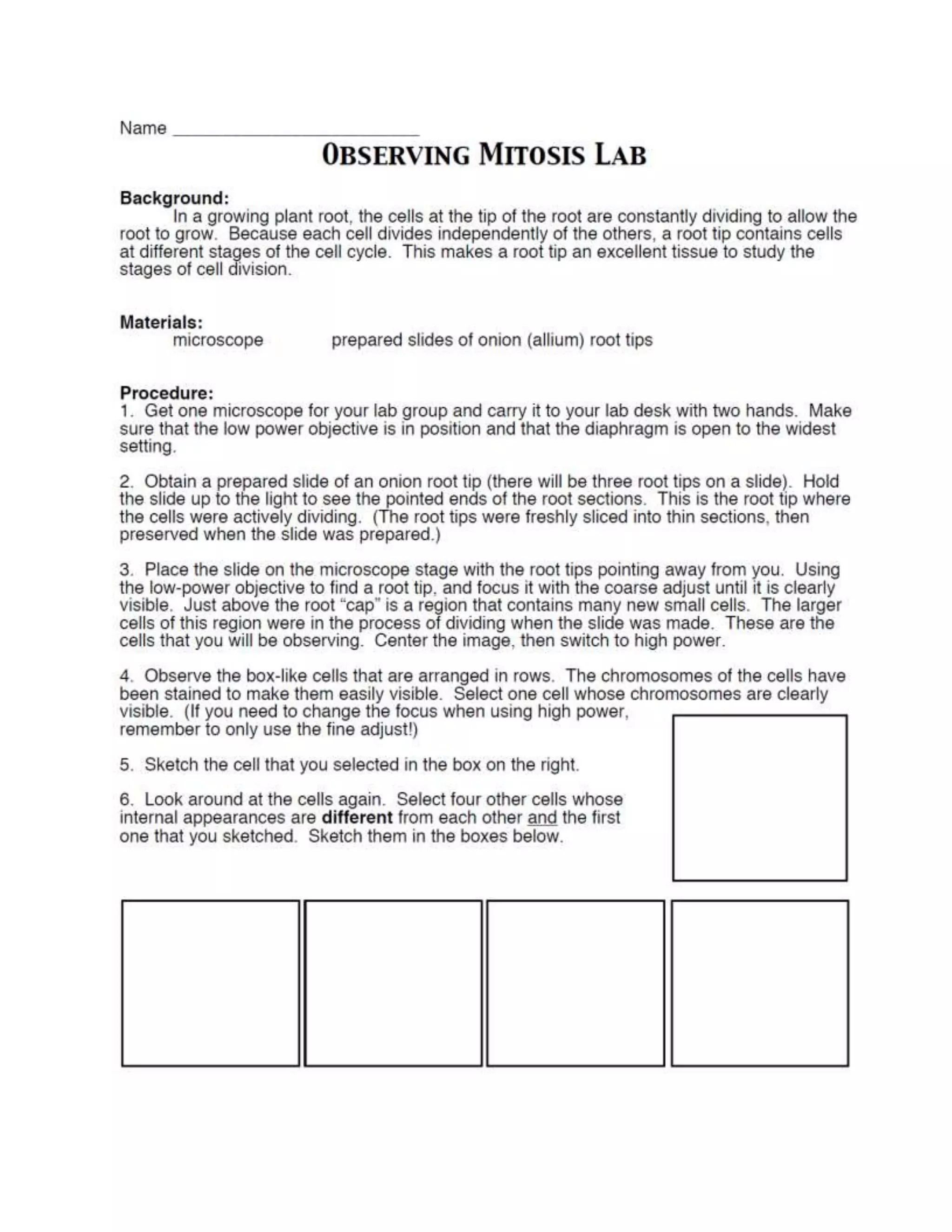 Observing mitosis lab | DOCX