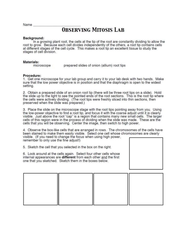Observing mitosis lab | DOCX